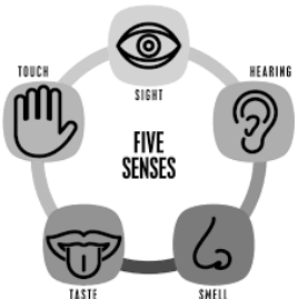 CBSE Class 5 Science Nervous System And Sense Organs Worksheet